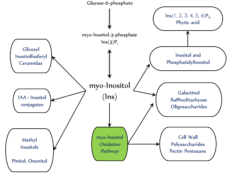 How do you reduce the Antinutrients in soybeans?