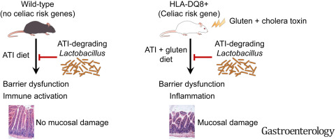 How do you reduce trypsin?