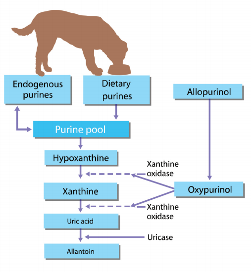 How do you reduce uric acid in dogs?