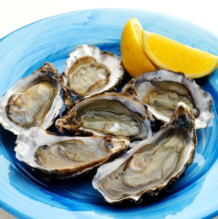 How do you refrigerate shucked oysters?