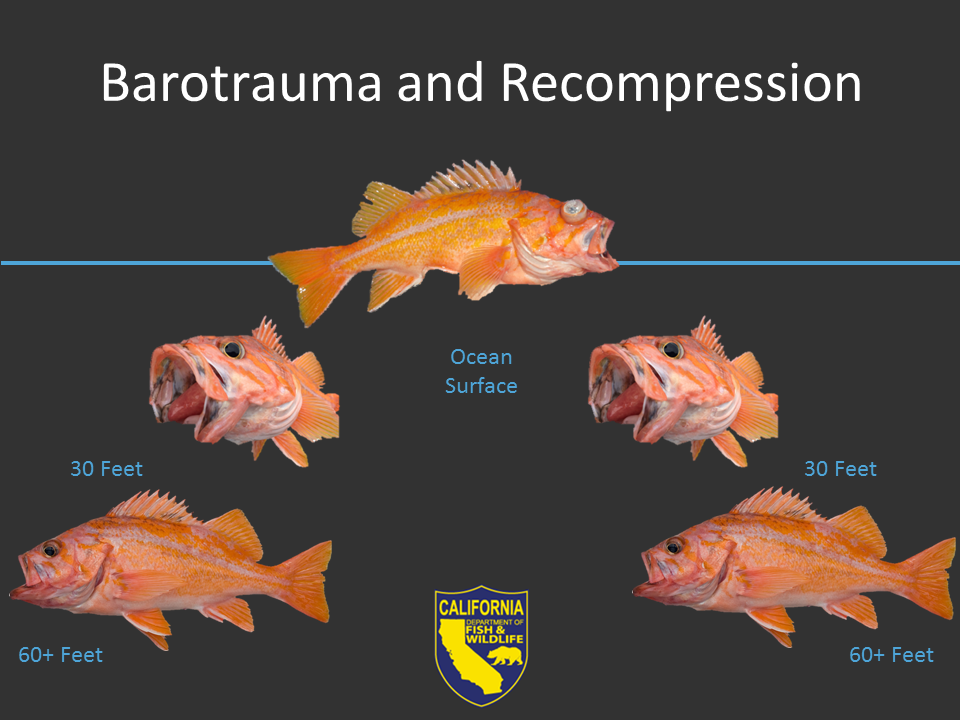 How do you release a fish with barotrauma?