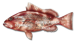 How do you remove air from a fish bladder?