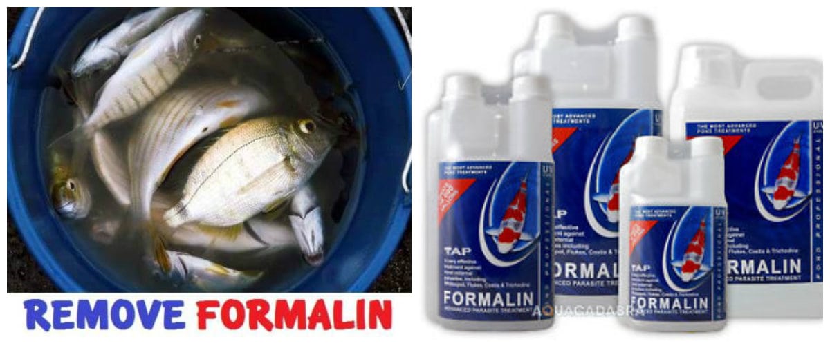 How do you remove chemicals from fish?