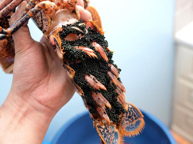 How do you remove lobster roe?