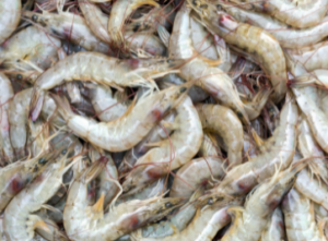 How do you remove sodium tripolyphosphate from shrimp?
