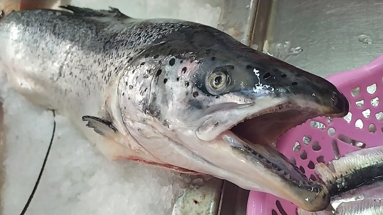 How do you remove the head of a salmon?