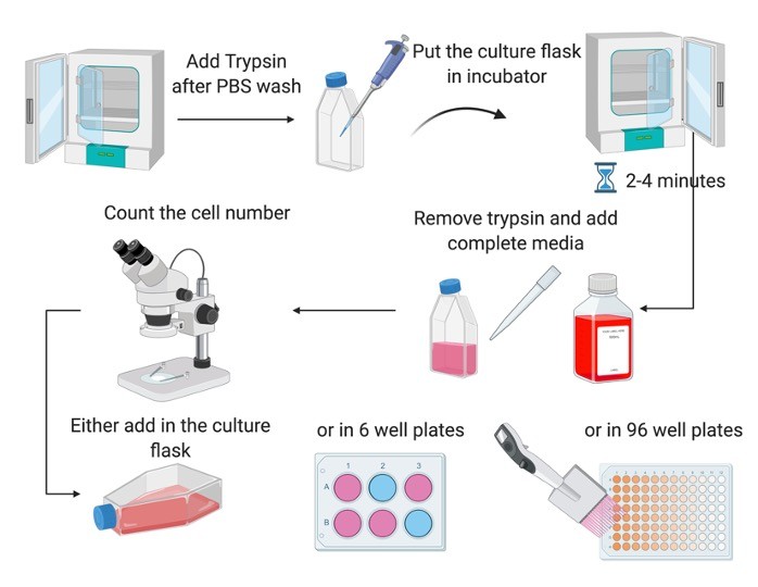 how-do-you-remove-trypsin-from-cell-culture-2022-qaqooking-wiki