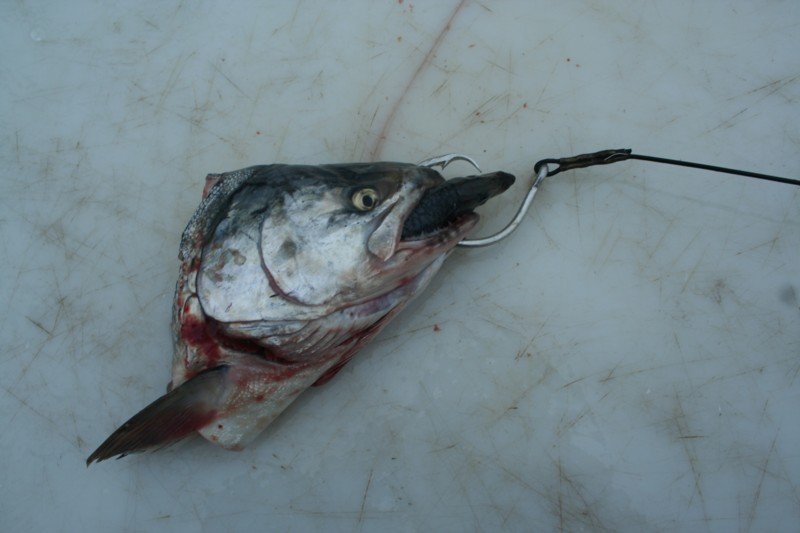 How do you rig a salmon head for halibut?