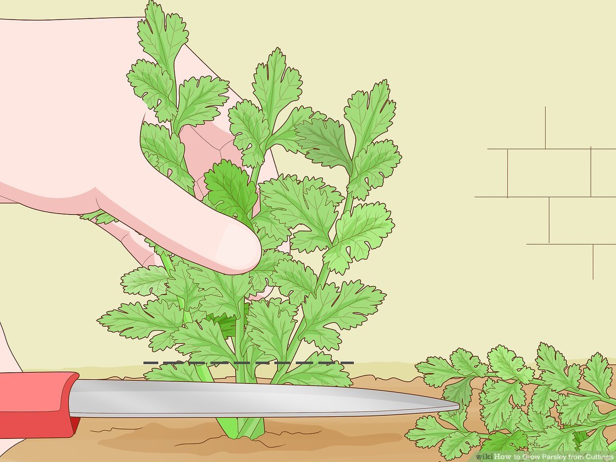 How do you root parsley cuttings?
