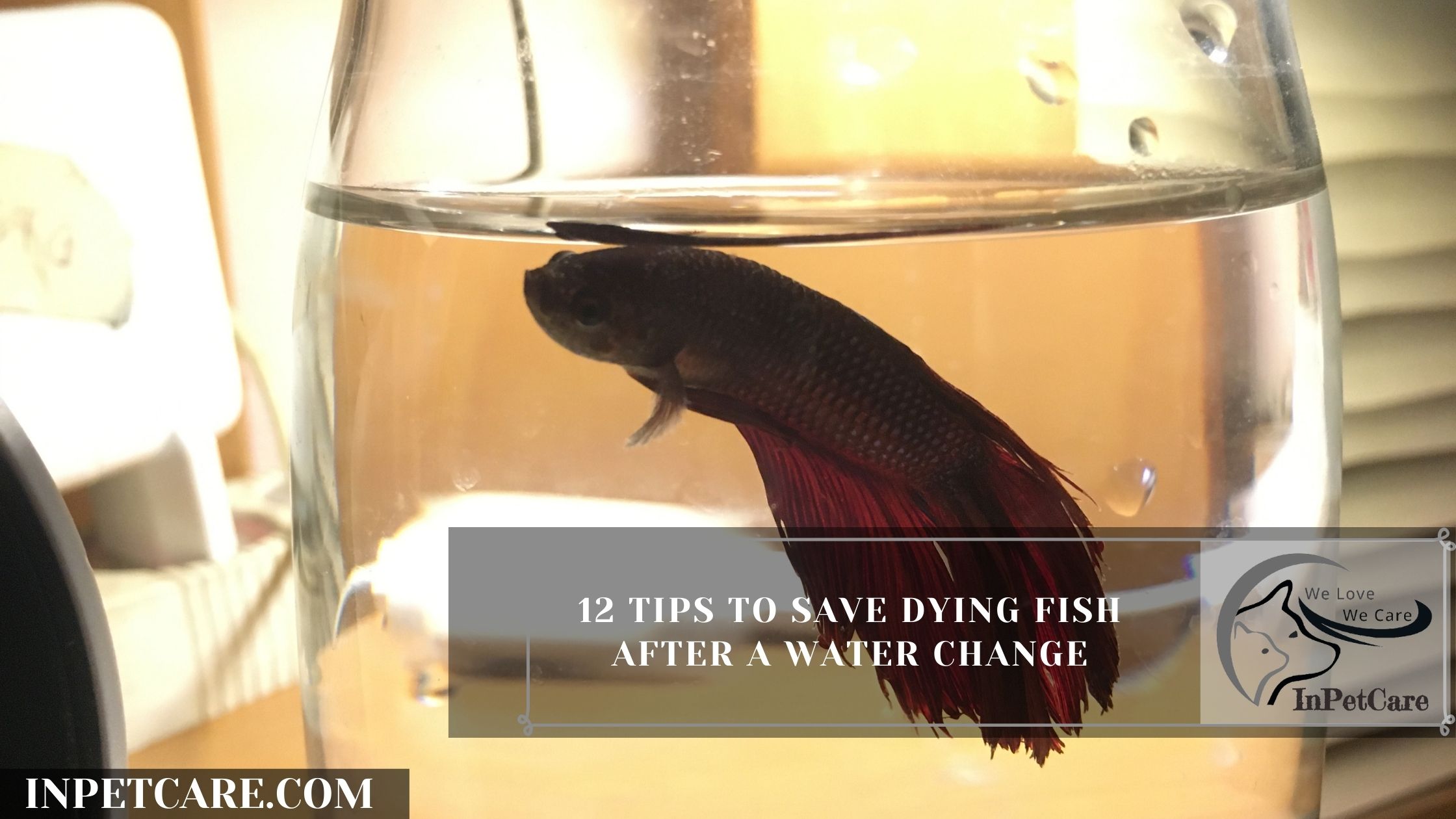 How do you save a dying fish after water change?