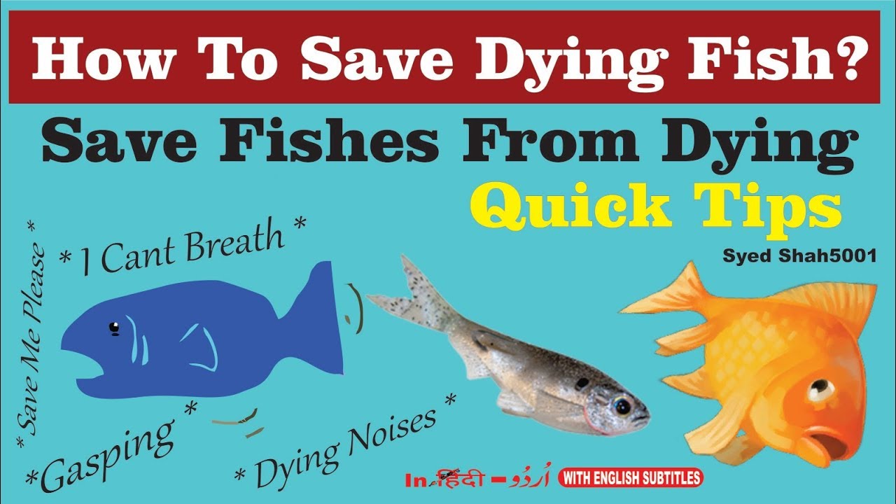 How do you save a dying freshwater fish?
