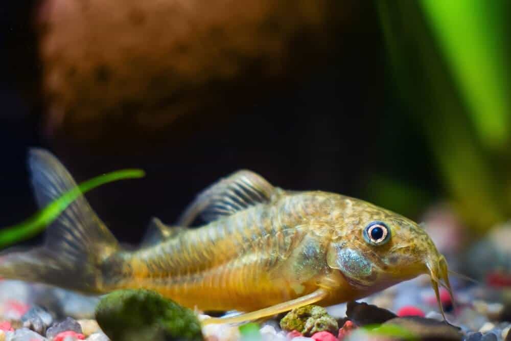 How do you save fish from New Tank syndrome?