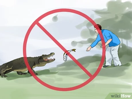 How do you scare away alligators?