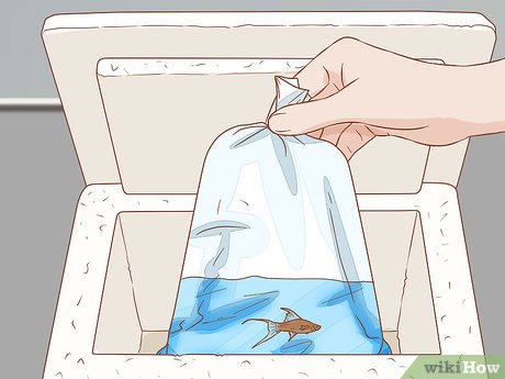 How do you send fish in the mail?