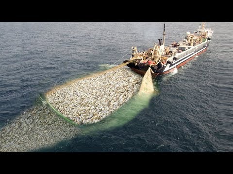 How do you ship caught fish?