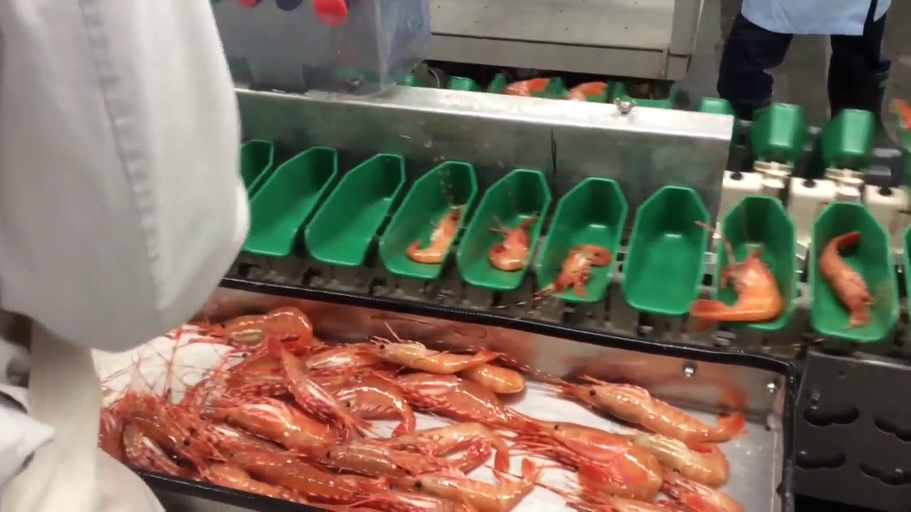 How do you sort shrimp by size?