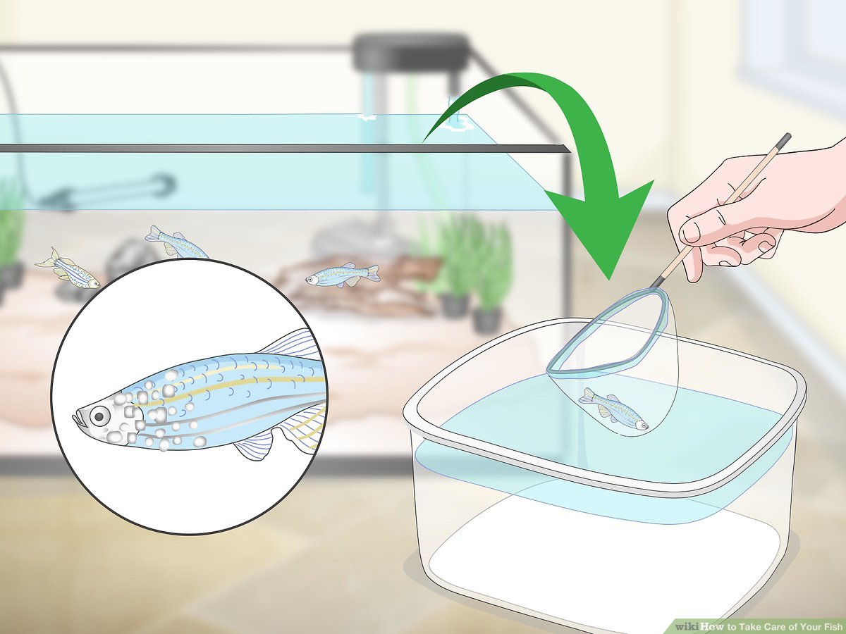 How do you start caring for fish?