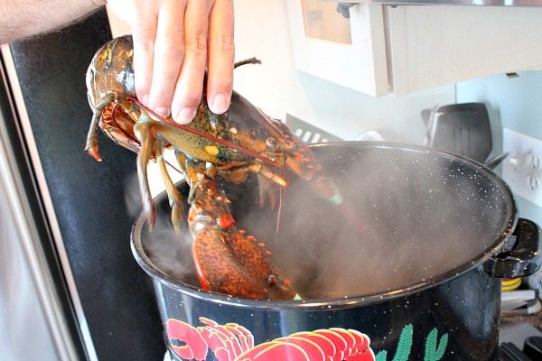 How do you steam lobsters in a steamer?