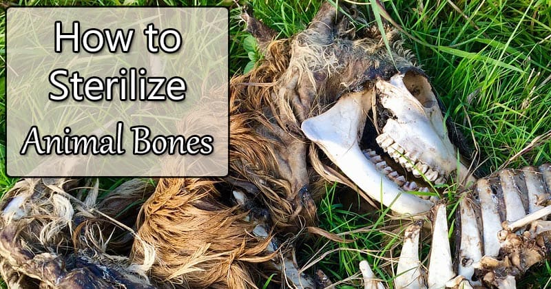 How do you sterilize bones?