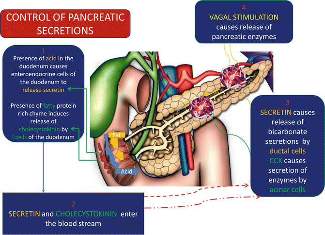 How do you stimulate pancreatic enzymes?