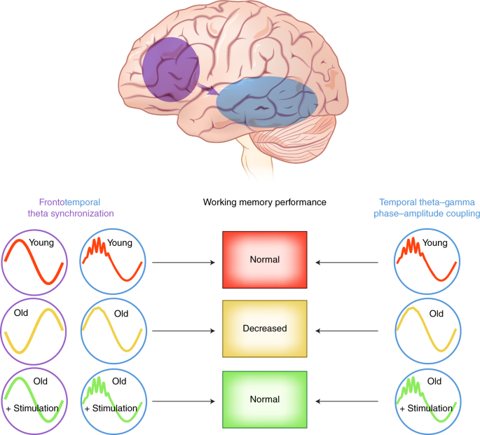 How do you stimulate the elderly brain?