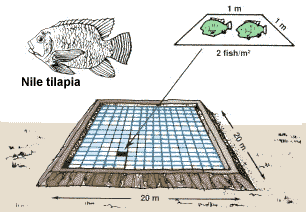 How do you stock a fish pond?