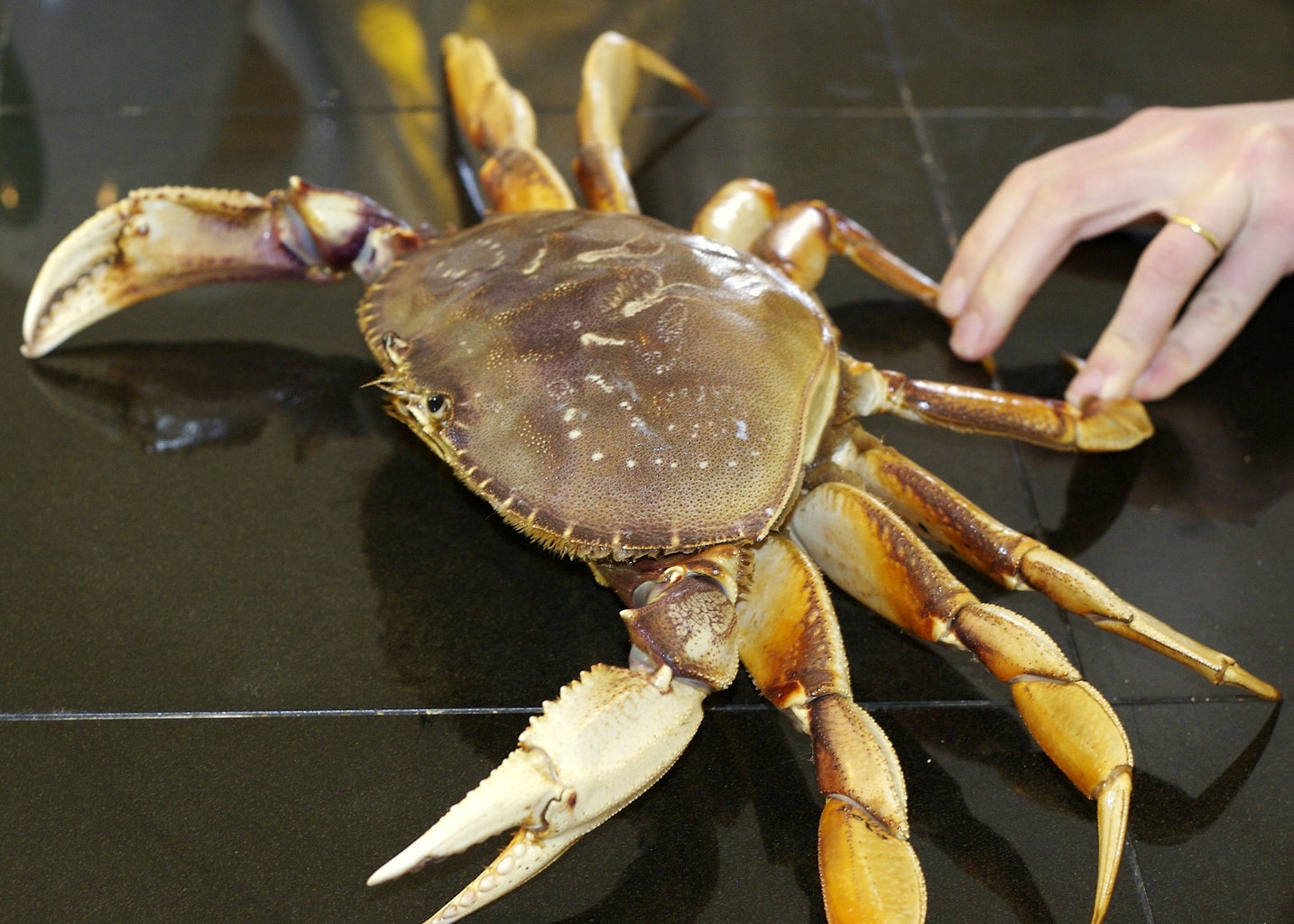 How do you store Dungeness crabs before cooking?