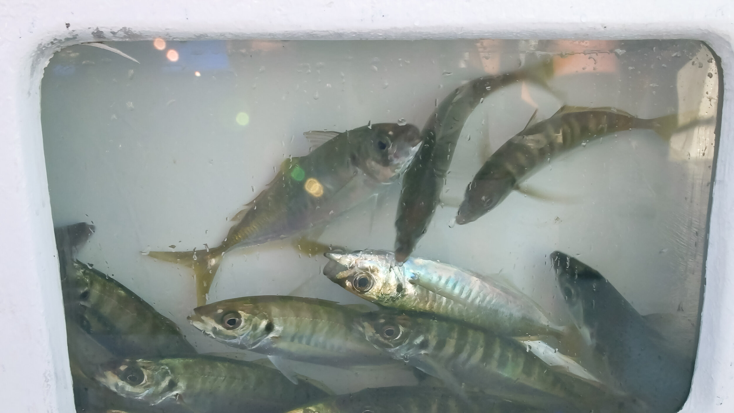 How do you store fish without a livewell?