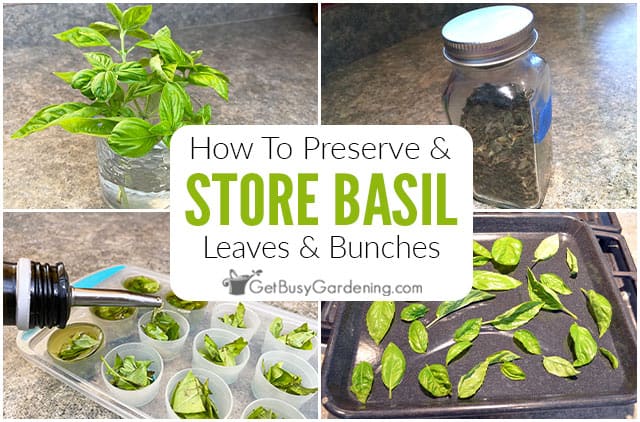 How do you store fresh basil leaves?