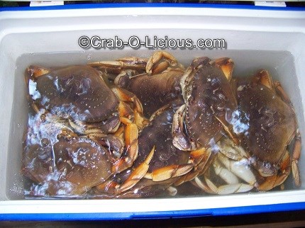 How do you store live crab?