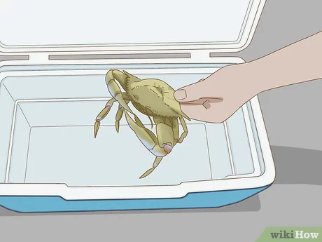 How do you store live crabs before cooking?