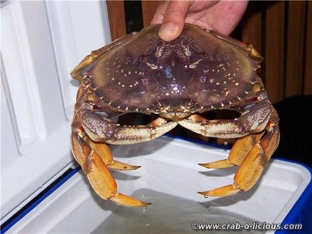 How do you store live Dungeness crabs?