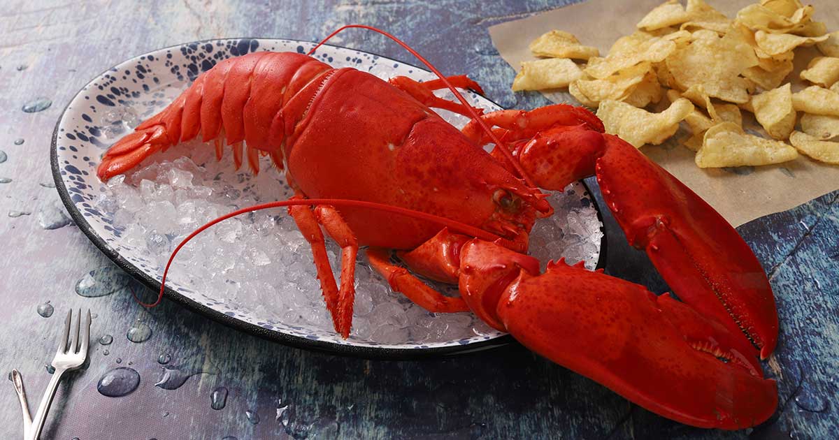 How do you store lobster shells before cooking?