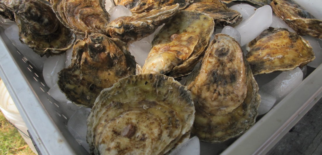 How do you store oysters in the shell overnight?