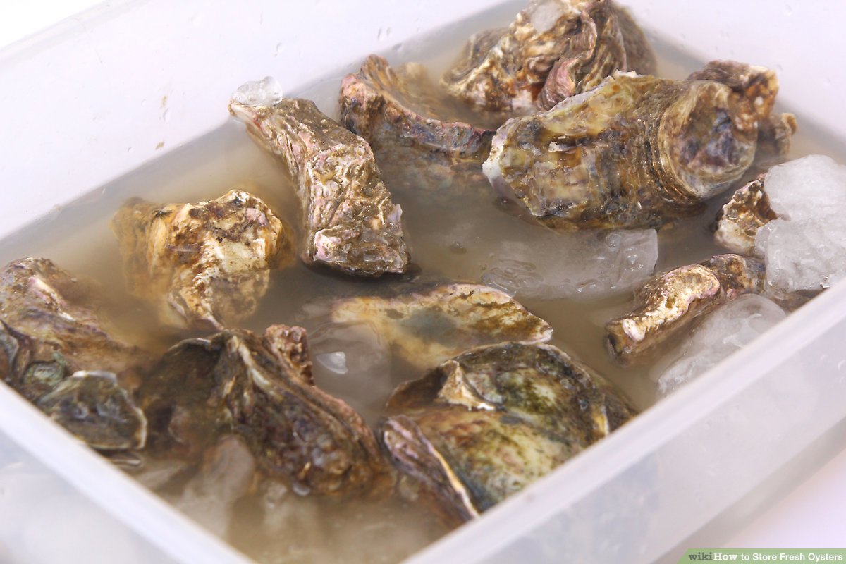 How do you store raw oysters in the fridge?