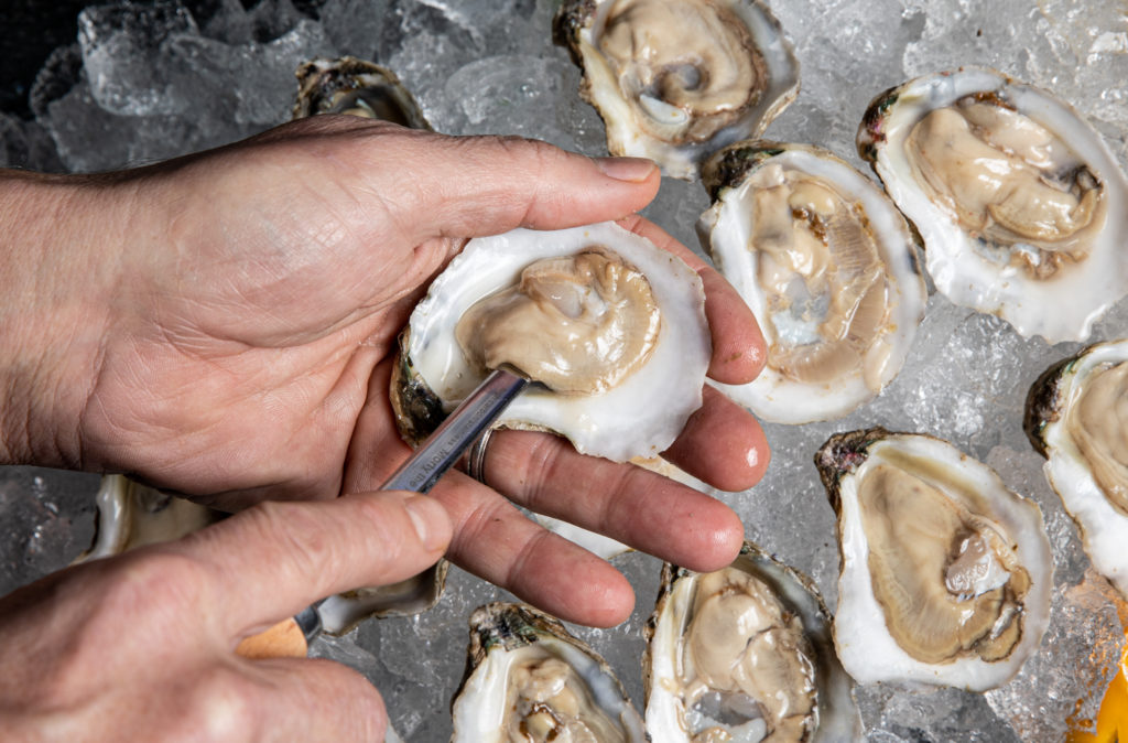 How do you store shucked oysters?