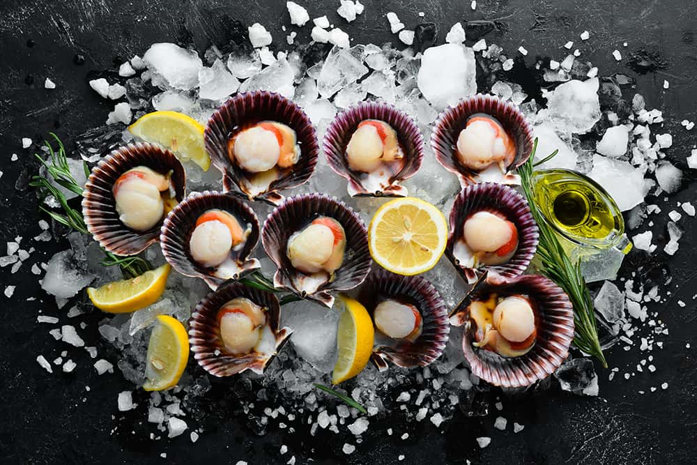 How do you store thawed scallops in the refrigerator?