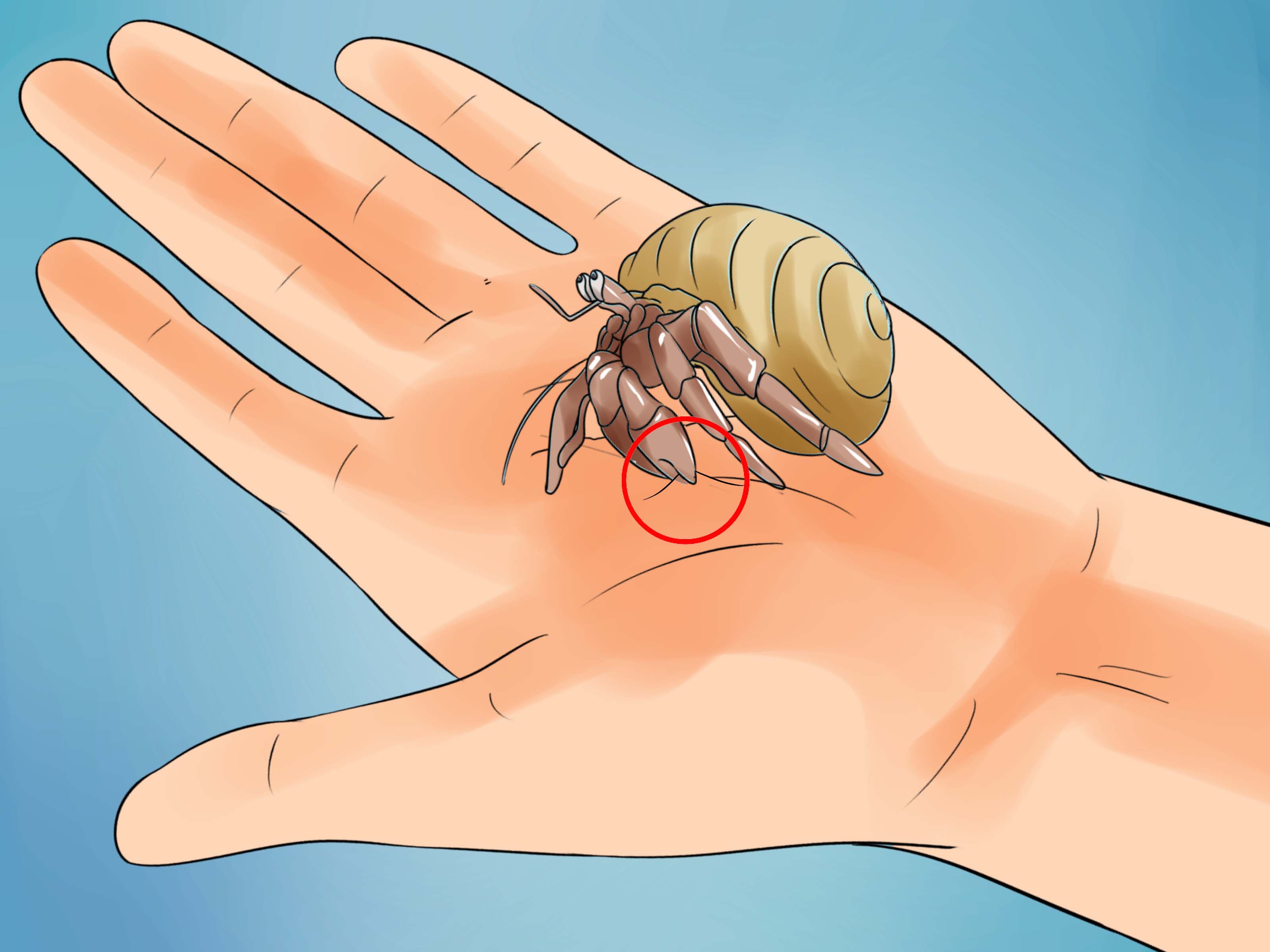 How do you take care of a baby hermit crab?