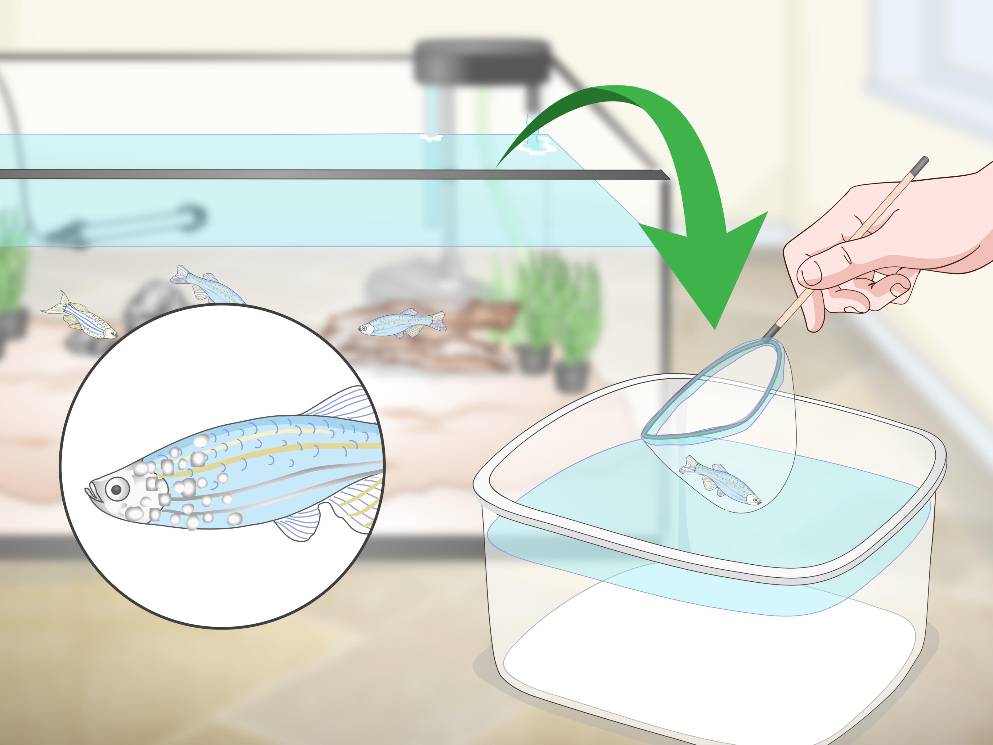 How do you take care of a fish for beginners?