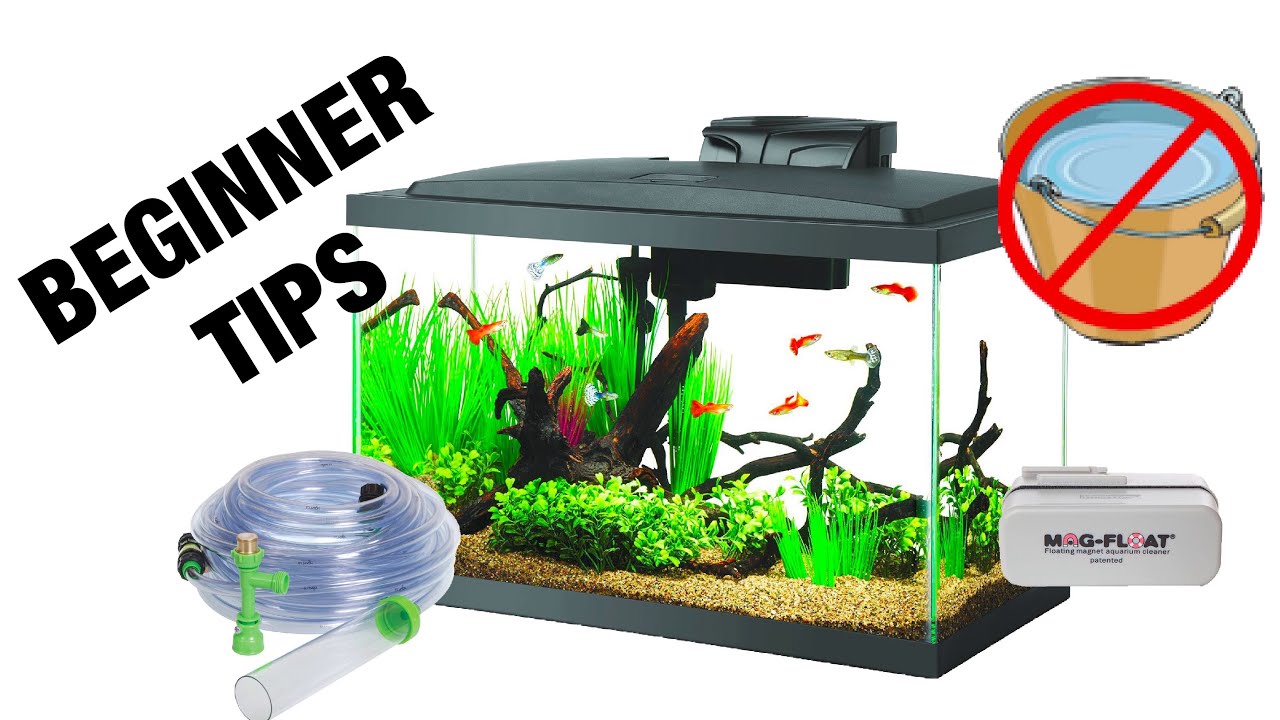 How do you take care of a fish tank for a beginner?