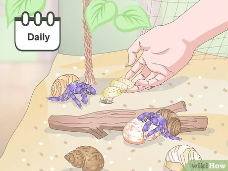 How do you take care of a purple pincher hermit crab?