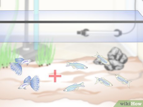 How do you take care of a small fish?