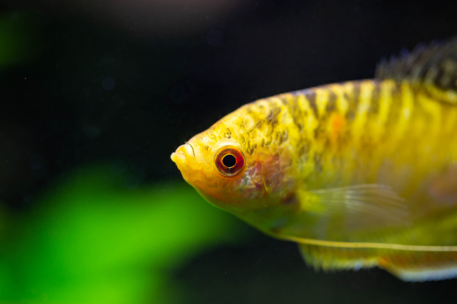 How do you take care of fish without oxygen?