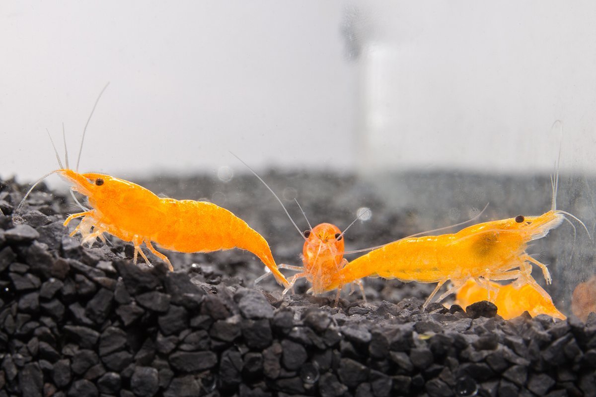 How do you take care of orange shrimp?