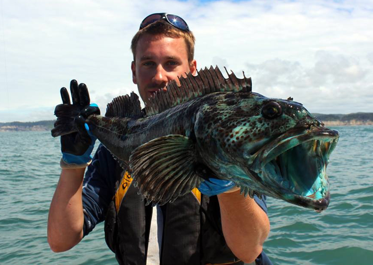 How do you target Lingcod?