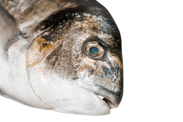 How do you tell if frozen fish is spoiled?