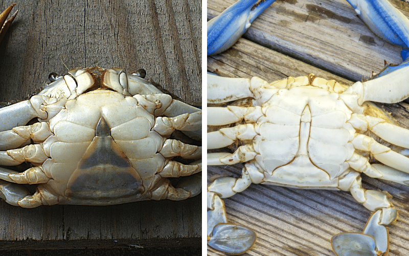 How do you tell the difference between a male and female crab?