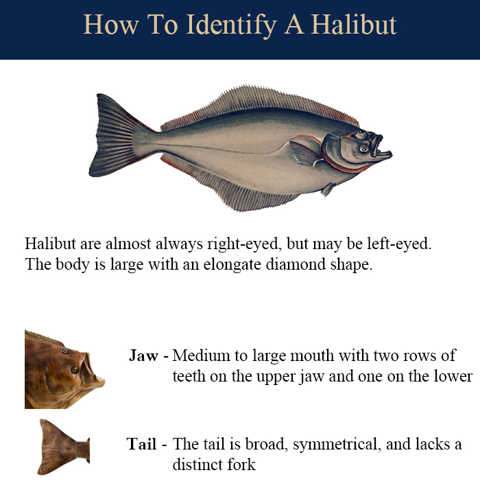 How do you tell the difference between a male and female halibut?