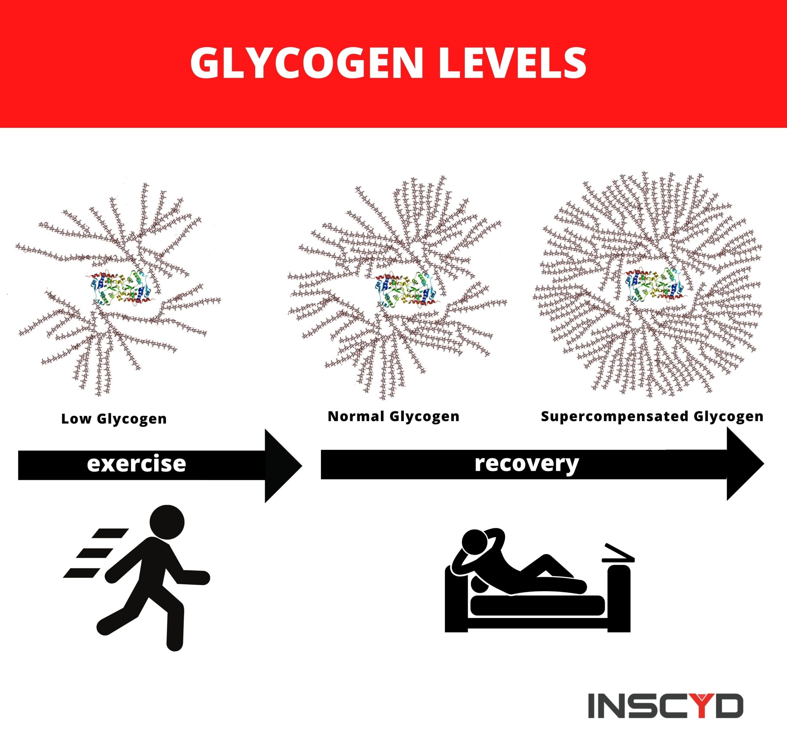 How do you test glycogen levels?