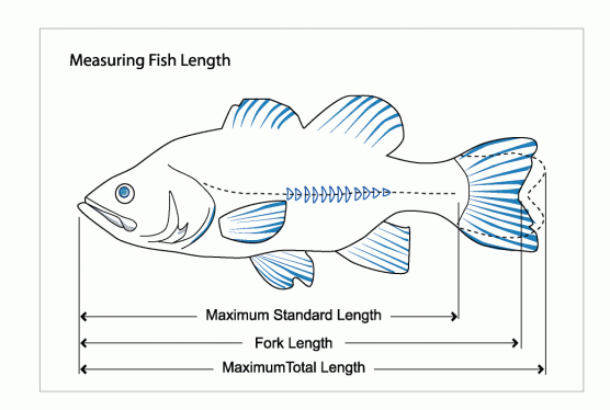 How do you total fish length?